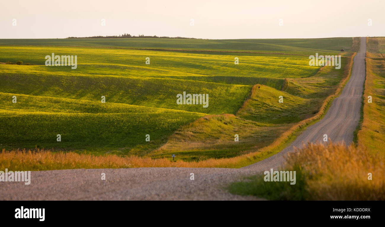 Prairie Scene Saskatchewan summer crop harvest Canada Stock Photo - Alamy