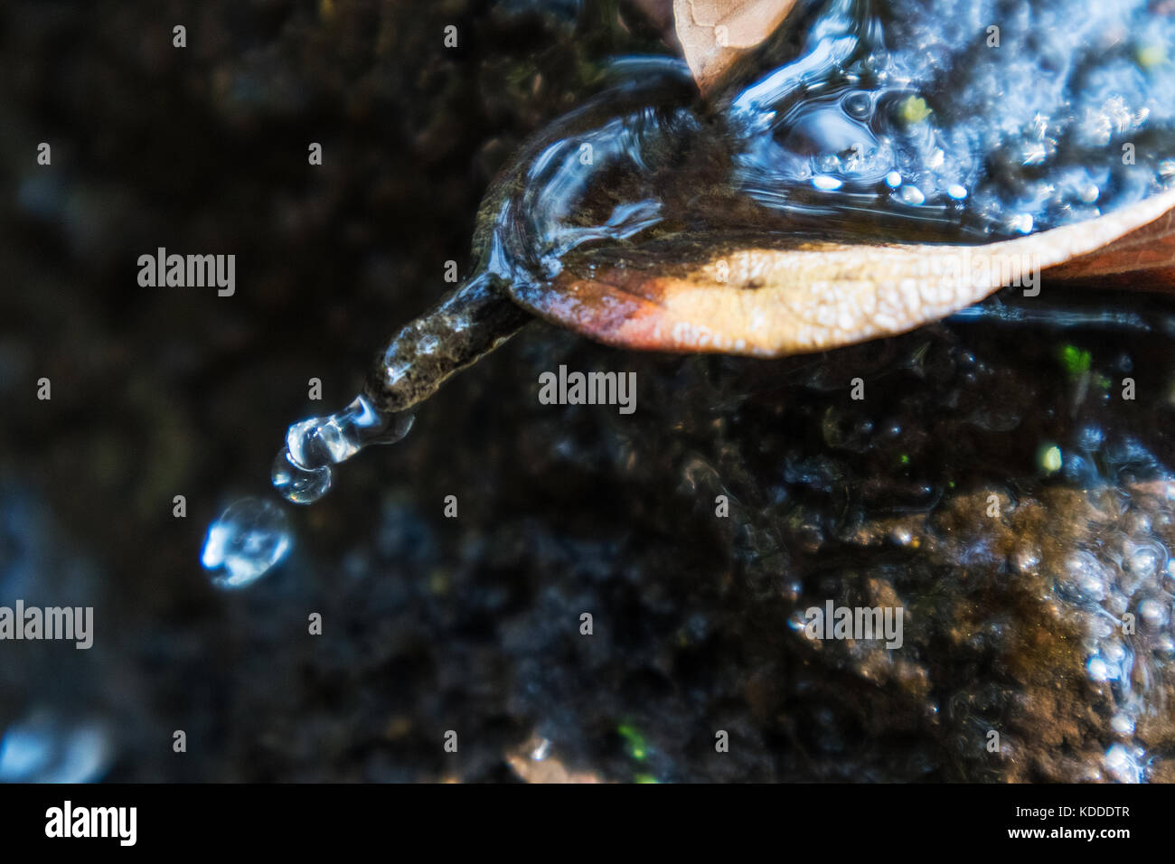 Rain drops dripping from leaf hi-res stock photography and images - Alamy