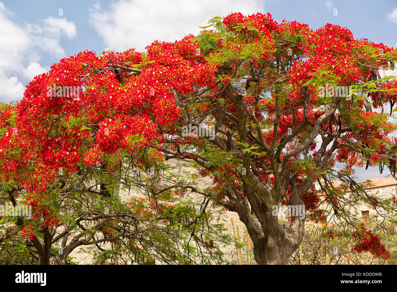 colourful blooming tree with red flowers Stock Photo - Alamy
