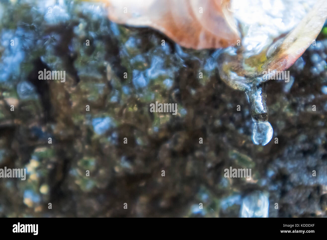 Water drops dripping from dry leaf. Autumn Stock Photo - Alamy