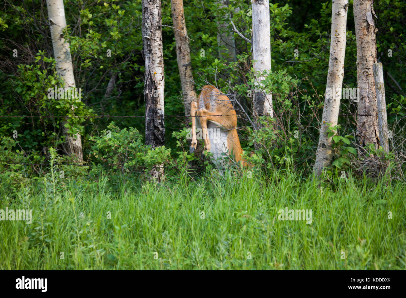 Deer Jumping Over Fence Svg