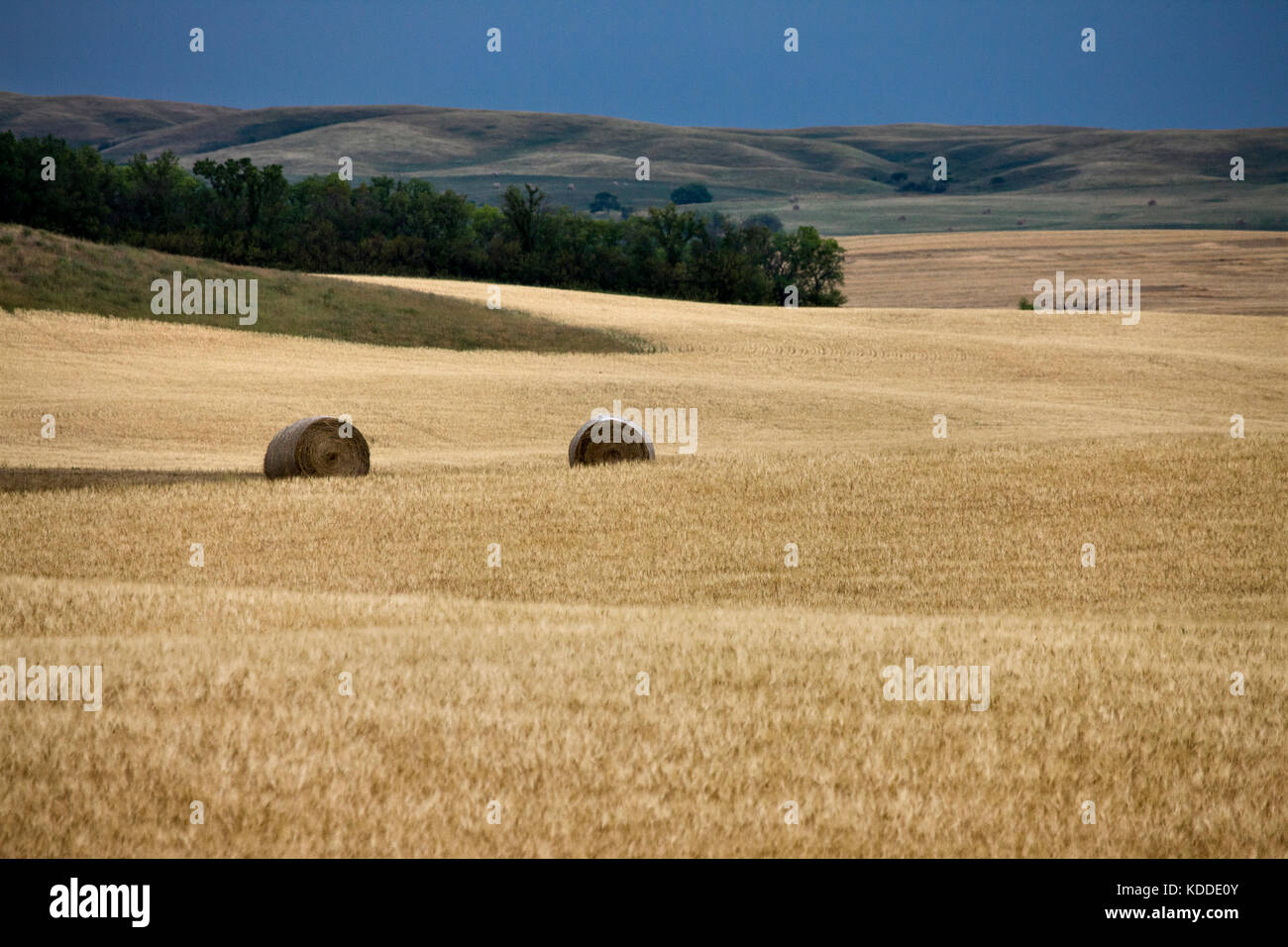 Prairie Scene Saskatchewan summer crop harvest Canada Stock Photo - Alamy
