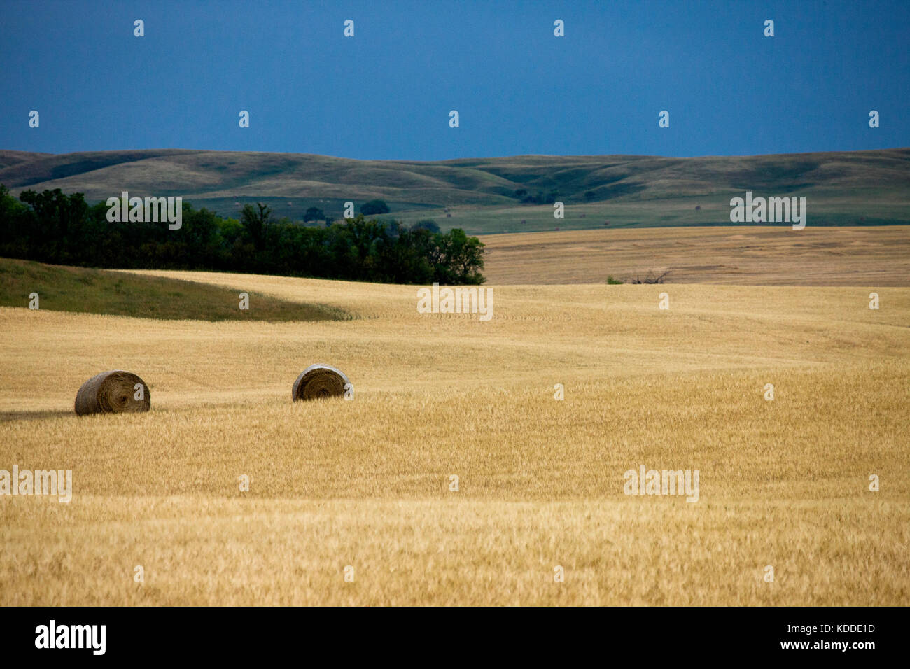Prairie Scene Saskatchewan summer crop harvest Canada Stock Photo - Alamy