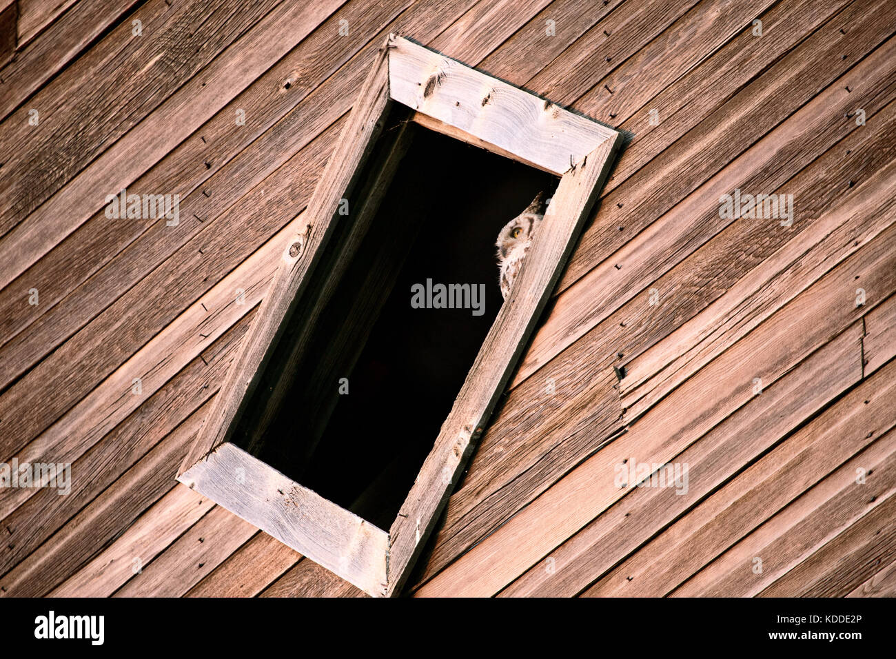 Prairie Barn Saskatchewan summer Owl in Window Stock Photo - Alamy