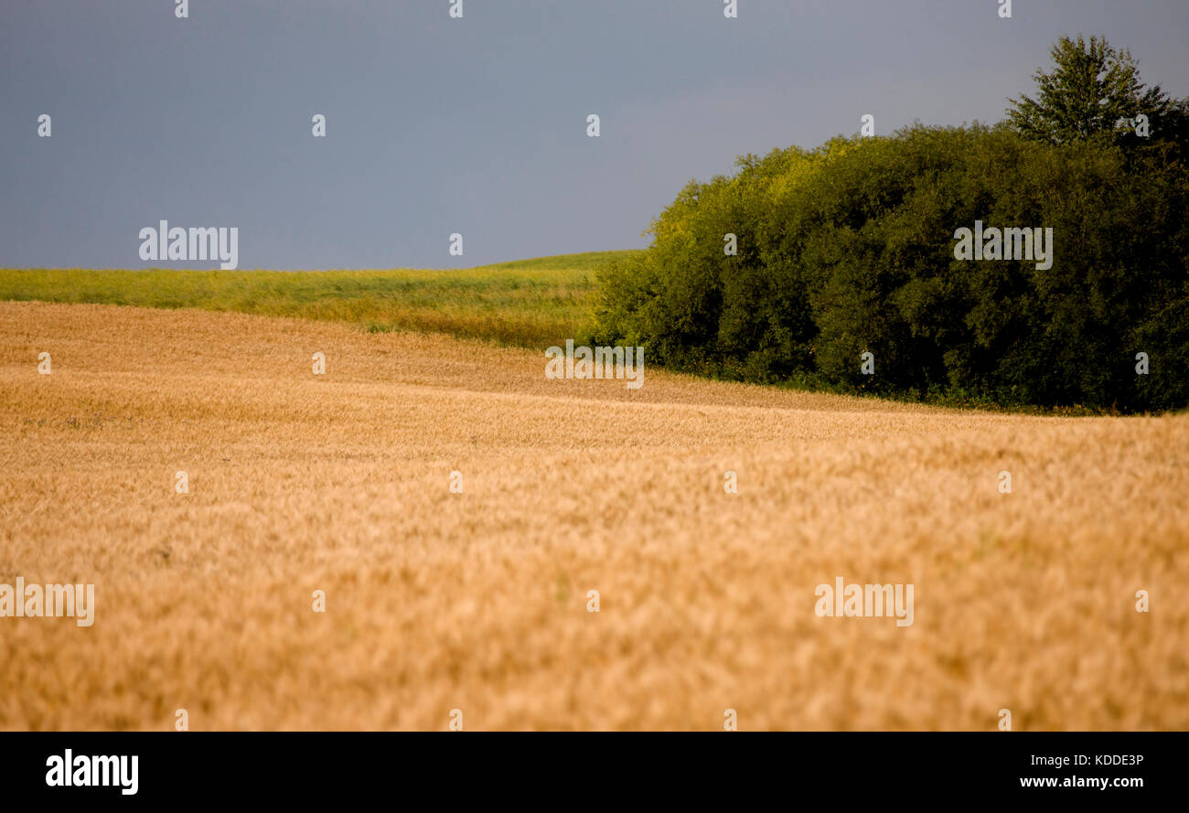Prairie Scene Saskatchewan summer crop harvest Canada Stock Photo - Alamy
