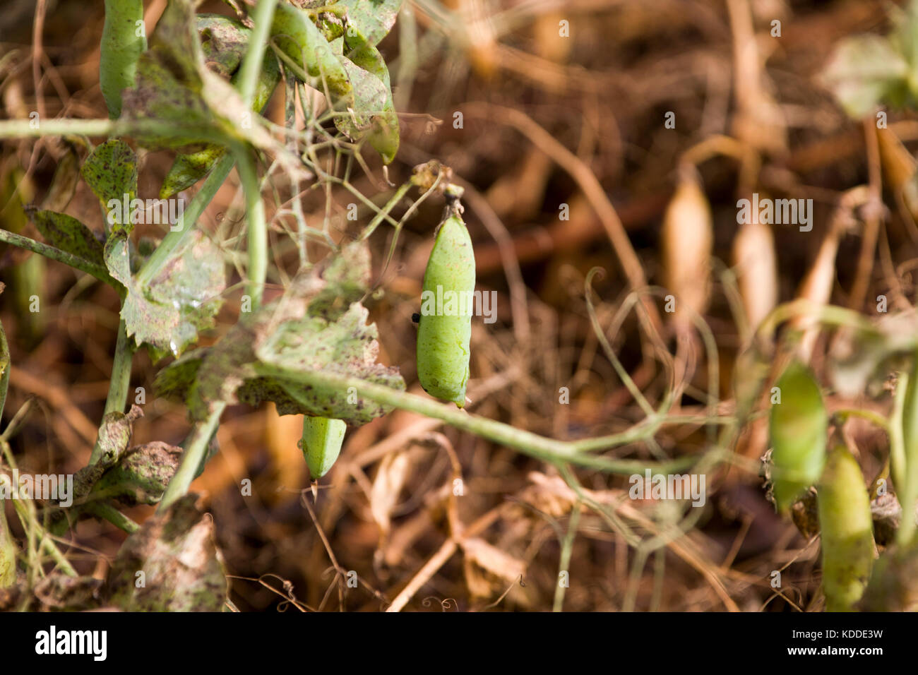 Pea Crop Harvest pulse Saskatchewan Canada Prairie Stock Photo - Alamy