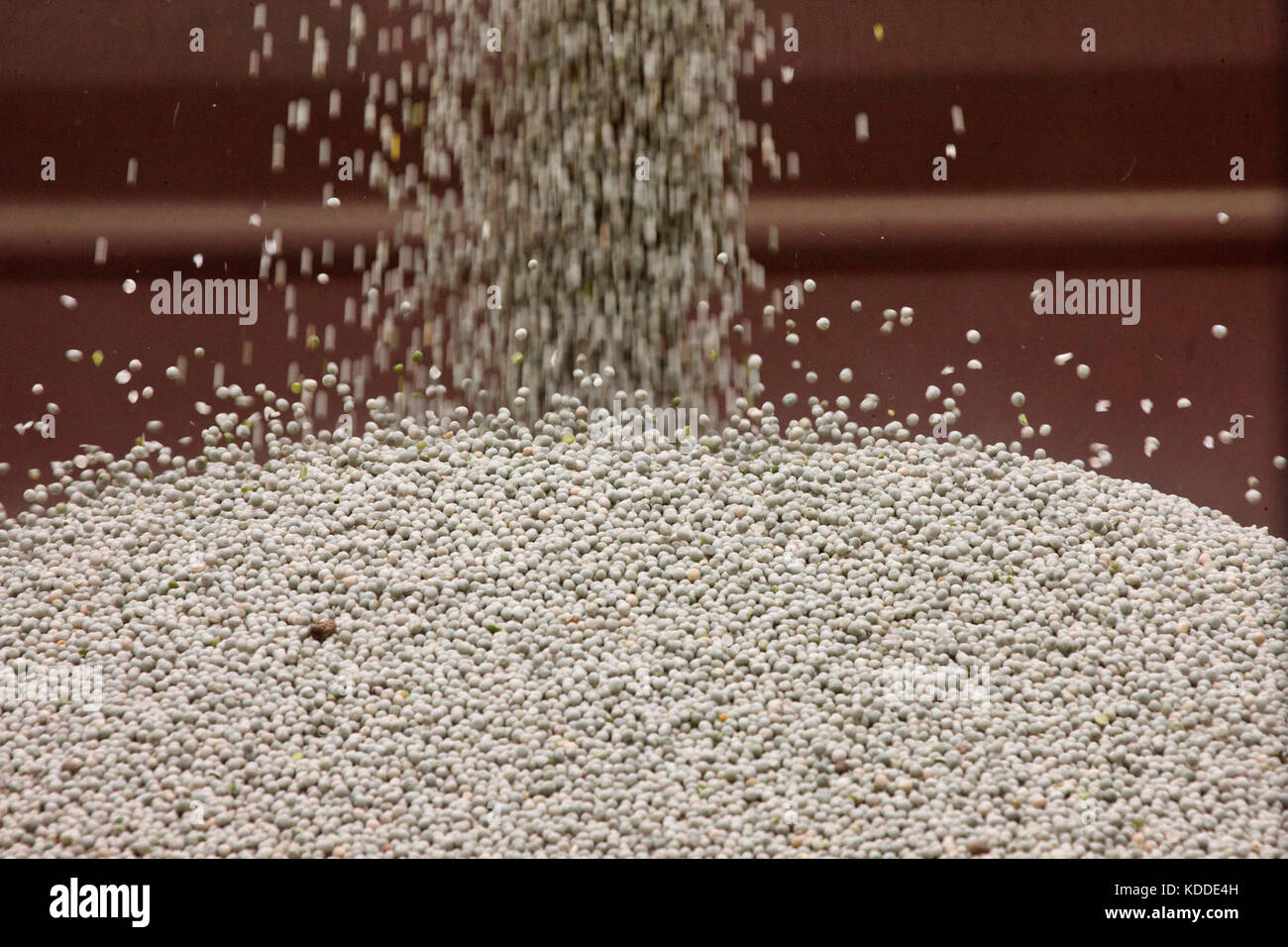 Pea Crop Harvest pulse Saskatchewan Canada Prairie Stock Photo - Alamy