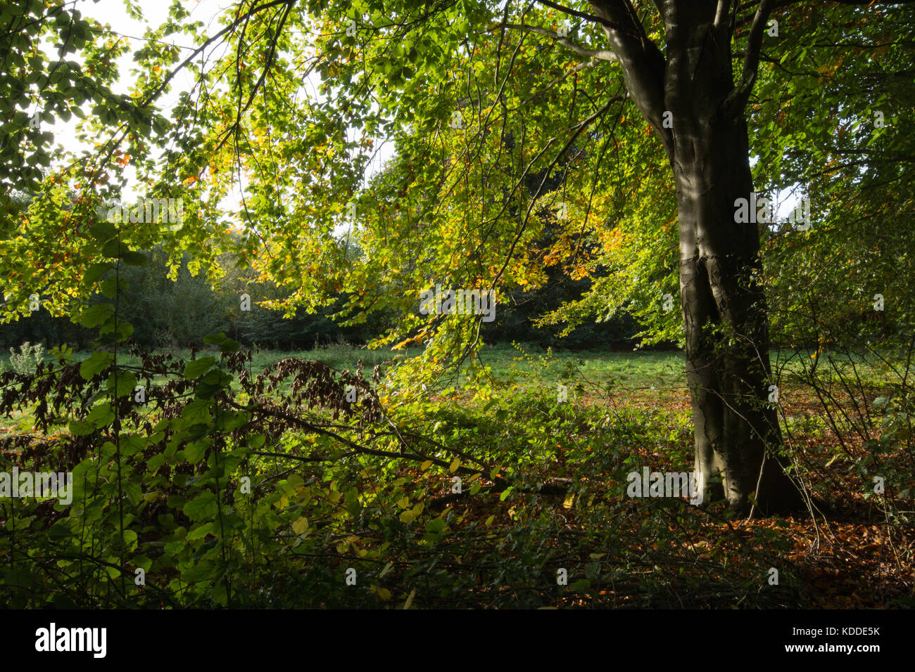 Autumn colours at Black Dam and Crabtree Nature Reserve near old Basing ...