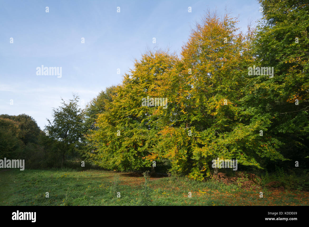 Old basing crabtree hi-res stock photography and images - Alamy