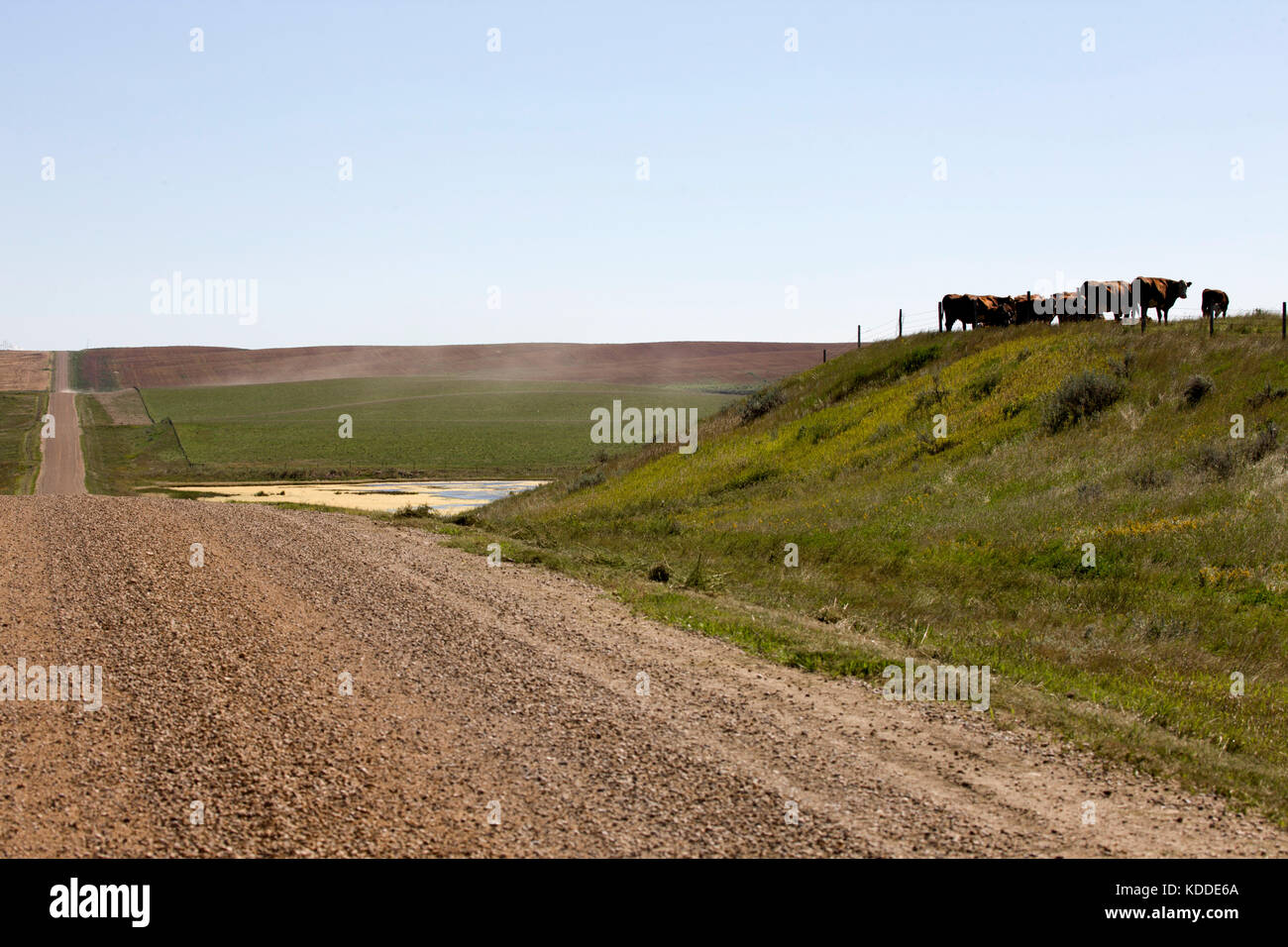 Prairie Scene Saskatchewan summer crop harvest Canada Stock Photo - Alamy