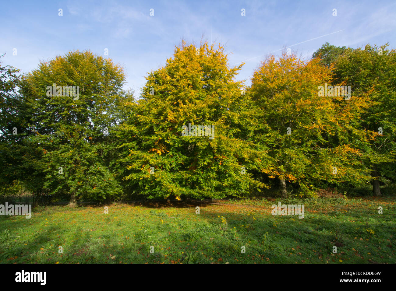 Autumn colours at Black Dam and Crabtree Nature Reserve near old Basing ...