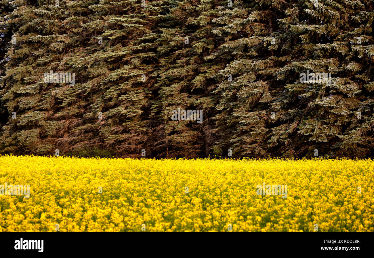 Prairie Scene Saskatchewan summer crop harvest Canada Stock Photo - Alamy