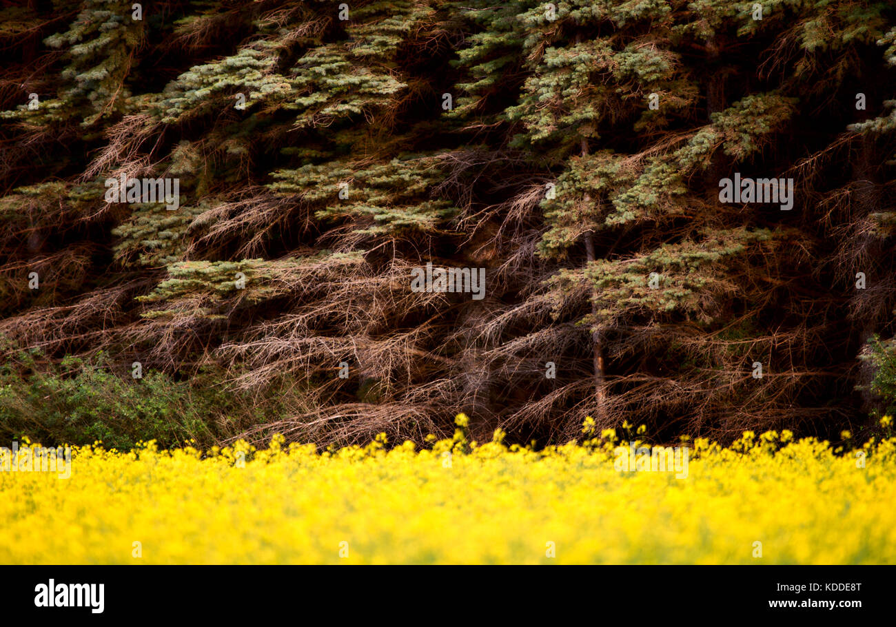 Prairie Scene Saskatchewan summer crop harvest Canada Stock Photo - Alamy
