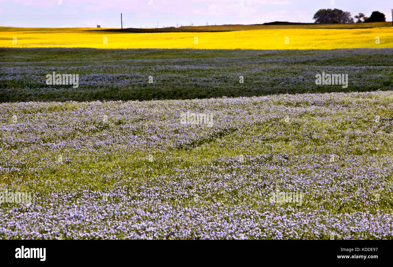 Flax Bloom Blue in Saskatchewan Canada scenic Stock Photo - Alamy