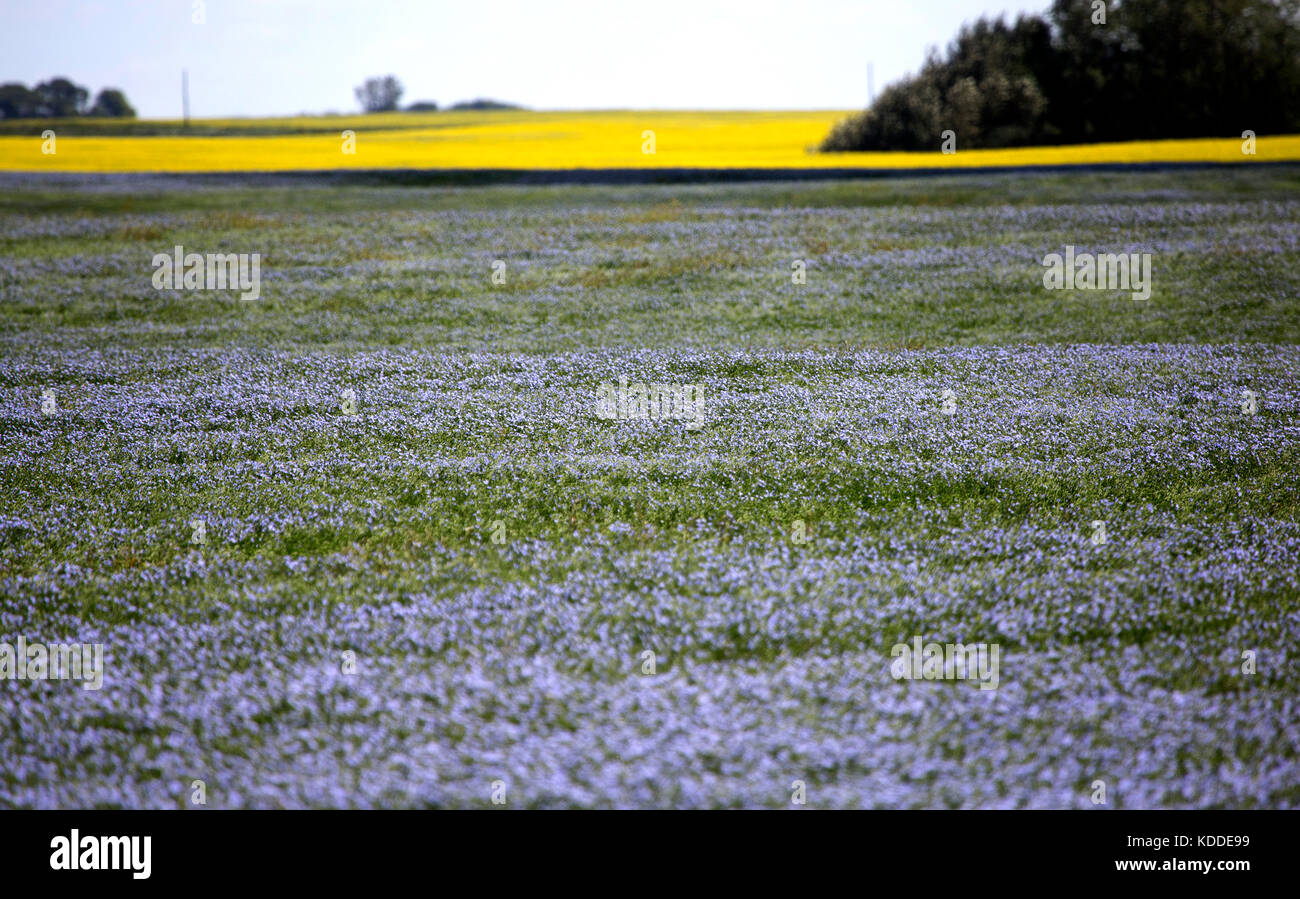 Flax Bloom Blue in Saskatchewan Canada scenic Stock Photo - Alamy