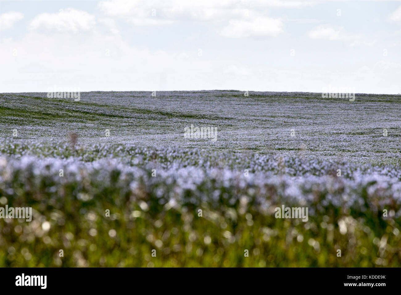 Flax Bloom Blue in Saskatchewan Canada scenic Stock Photo - Alamy