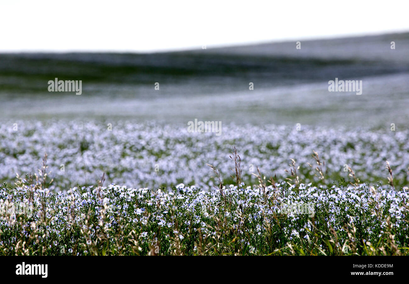 Flax Bloom Blue in Saskatchewan Canada scenic Stock Photo - Alamy