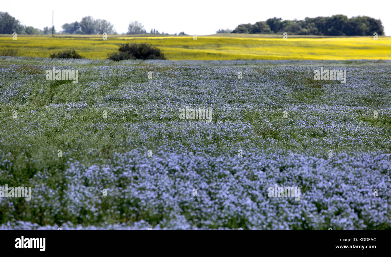 Flax Bloom Blue in Saskatchewan Canada scenic Stock Photo - Alamy