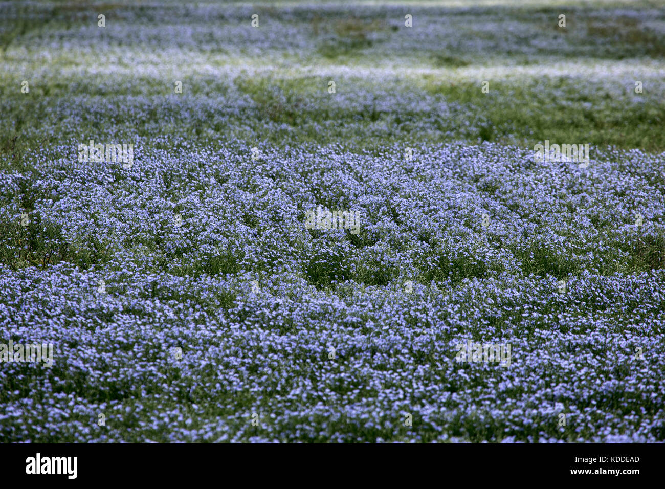 Beautiful blue flax in bloom hi-res stock photography and images - Alamy