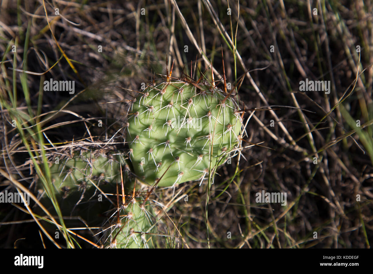 Prairie Scene Saskatchewan summer crop cactus Canada Stock Photo - Alamy