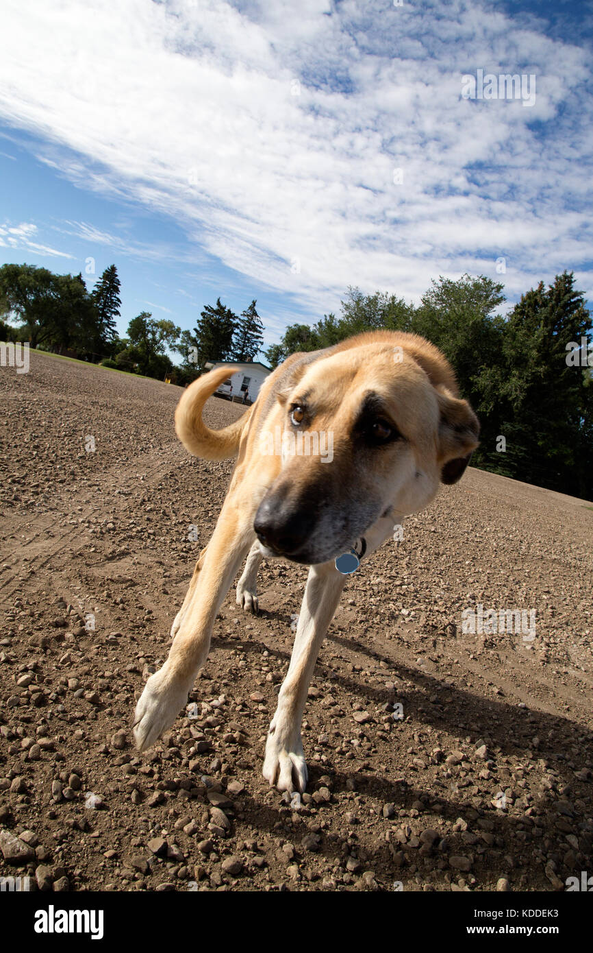Saskatchewan rural hi-res stock photography and images - Alamy