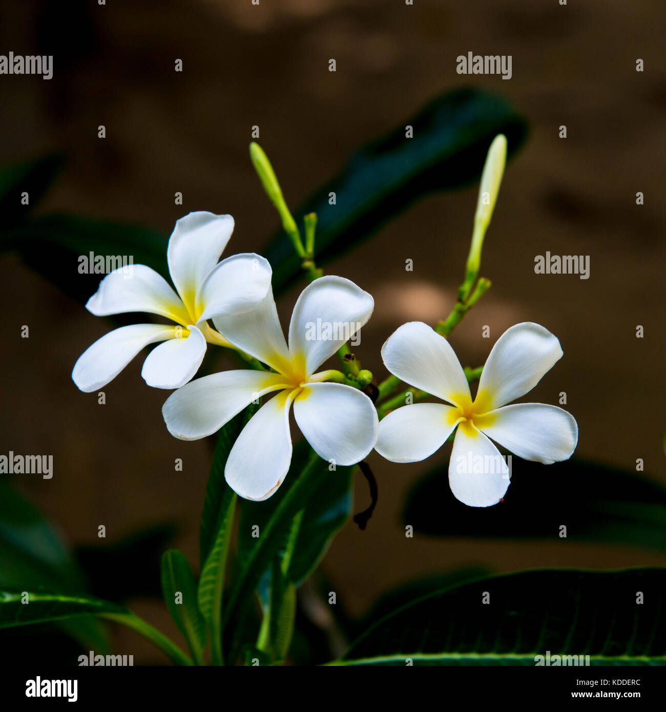 Frangipani plants hi-res stock photography and images - Alamy