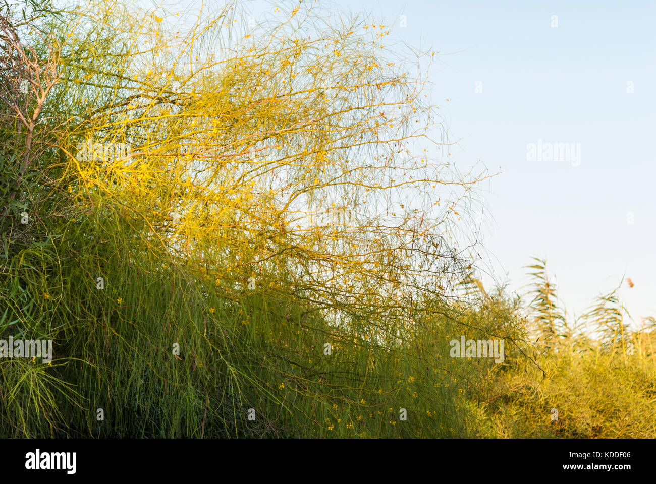 Desert Museum Palo Verde tree branches flowering Stock Photo - Alamy