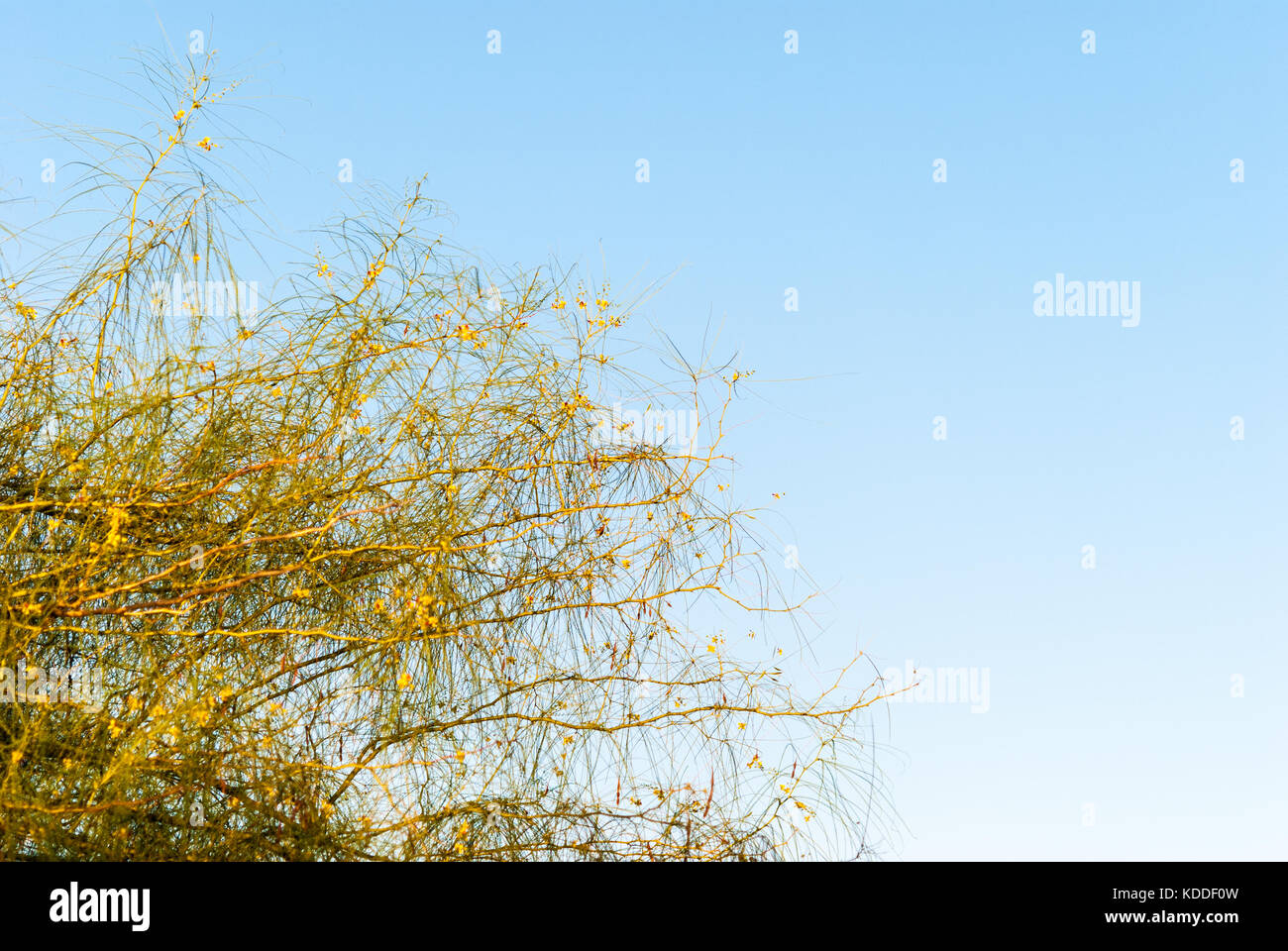 Desert Museum Palo Verde tree branches flowering Stock Photo - Alamy