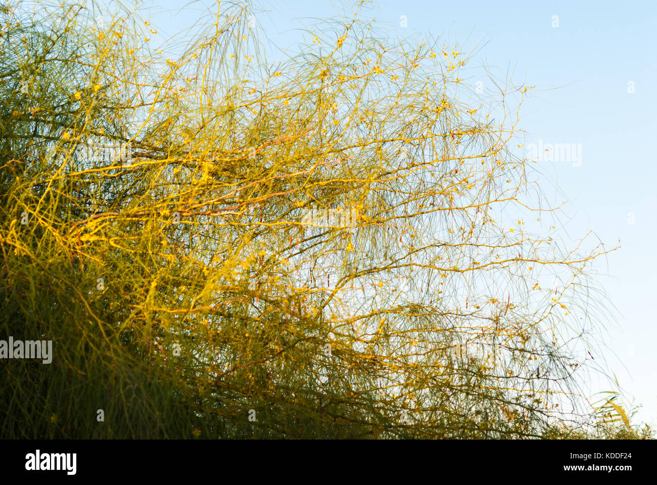 Desert Museum Palo Verde tree branches flowering Stock Photo - Alamy