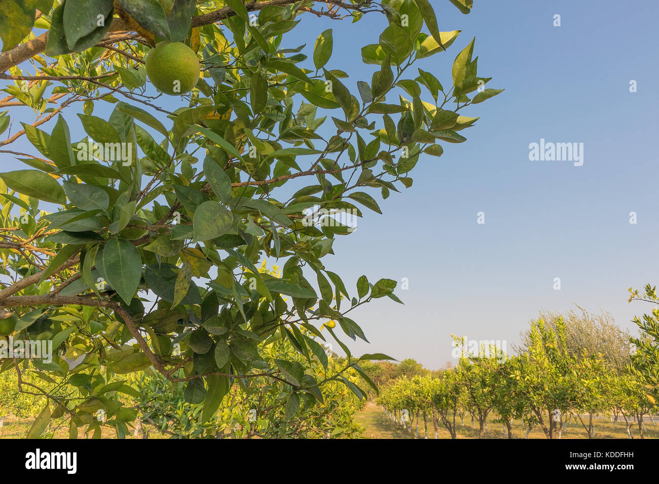 Plantation of orange trees in the green state. Angola. Africa Stock ...