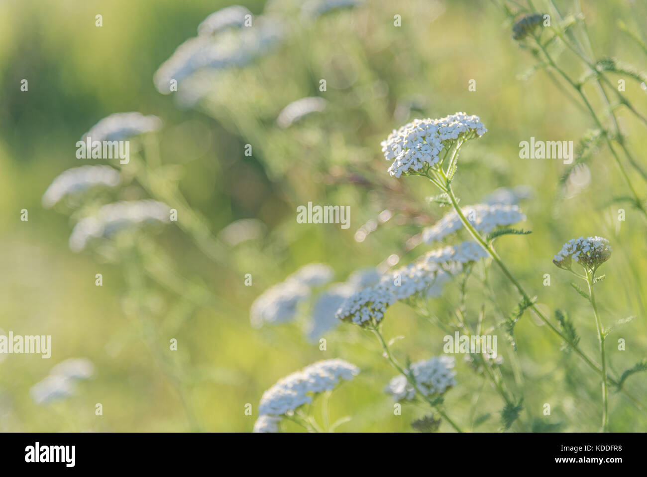 Common Yarrow Blooming in Forest Stock Photo - Alamy