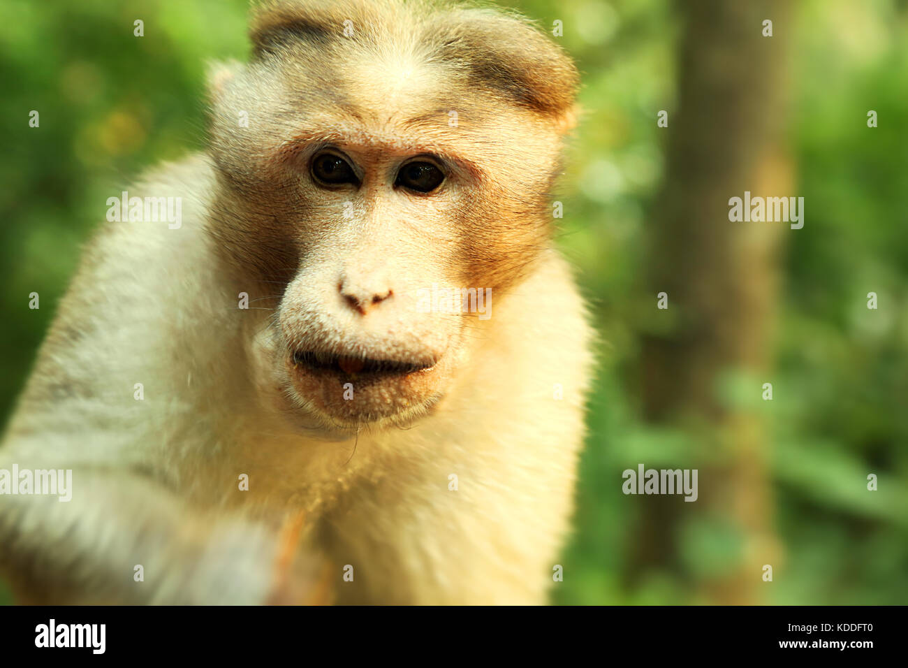 Portrait of monkey on natural background Stock Photo - Alamy