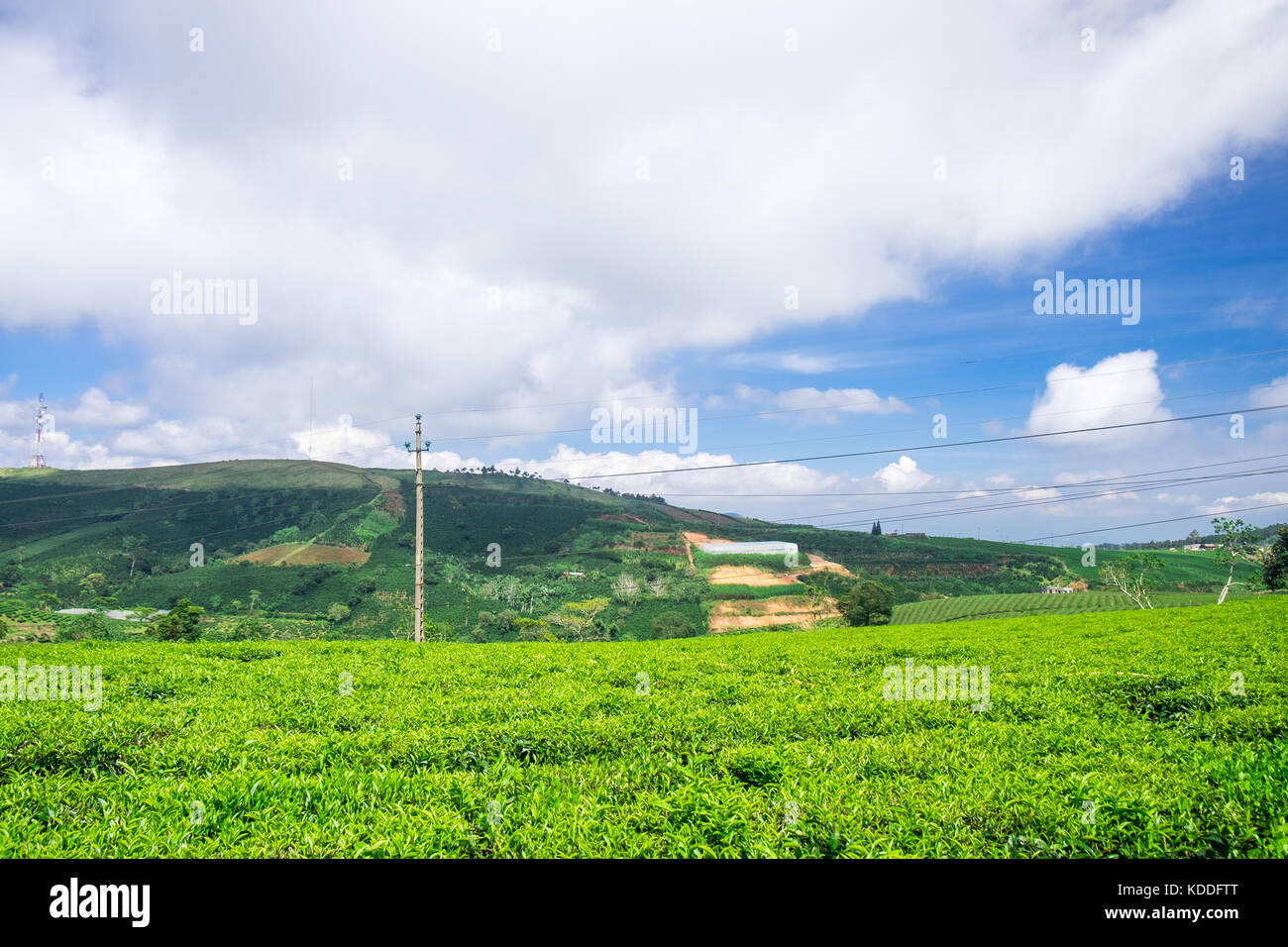 Tea hill in vietnam hi-res stock photography and images - Alamy