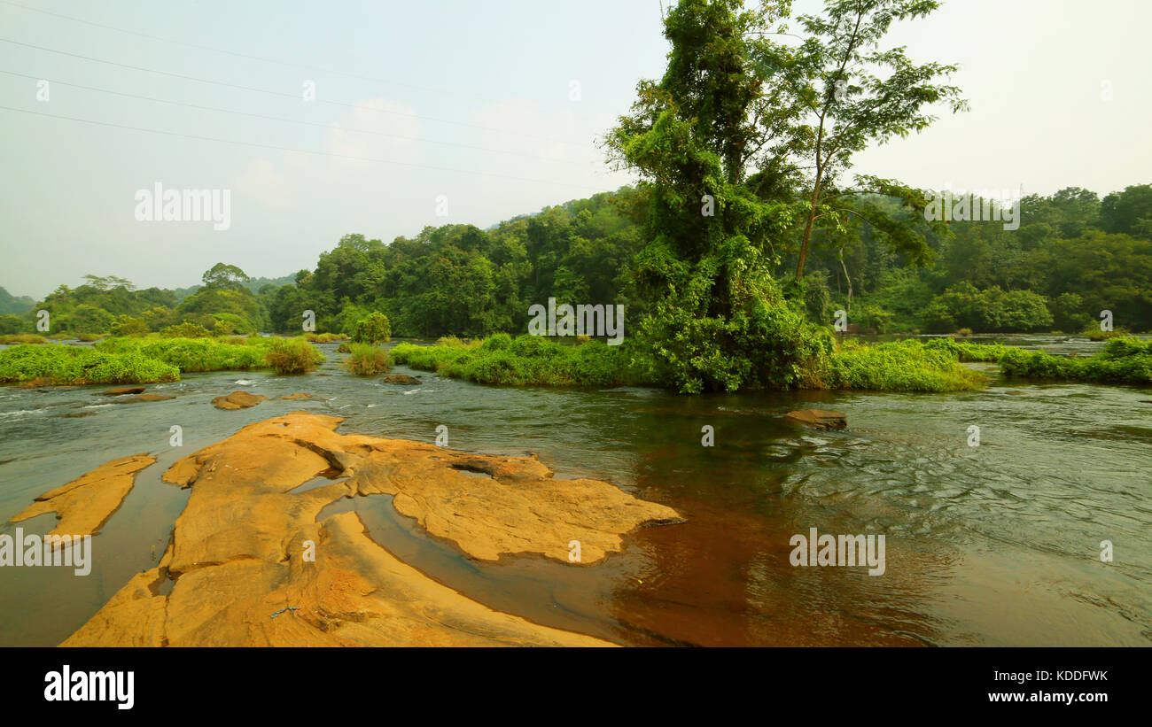 rain forest with water river Stock Photo - Alamy
