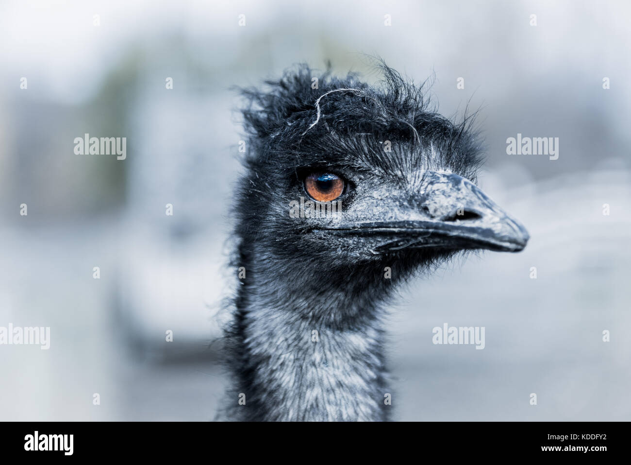 Emu Funny High Resolution Stock Photography and Images - Alamy