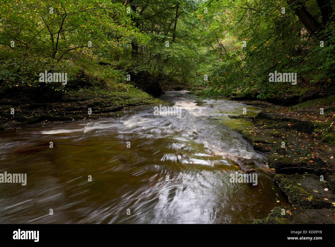 River Gelt flowing through Gelt Woods in Cumbria Stock Photo - Alamy