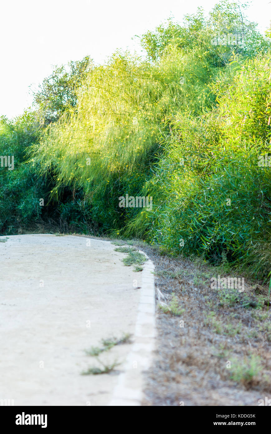 Nature trail with trees and bushes for walking or jogging Stock Photo ...