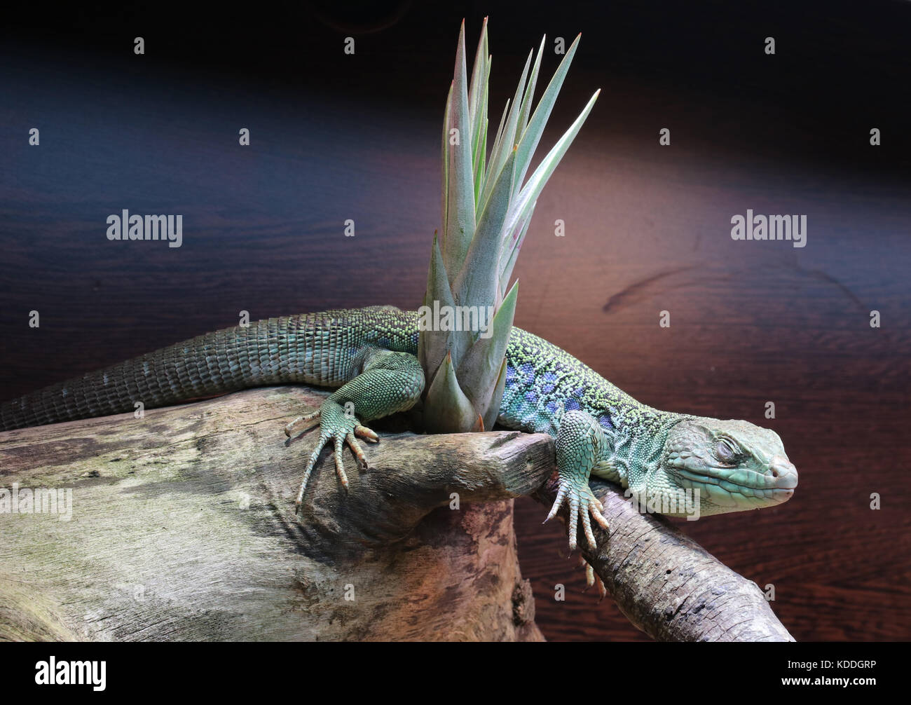 Jewelled Lacerta (eyed lizard) Male with eyes closed Stock Photo - Alamy