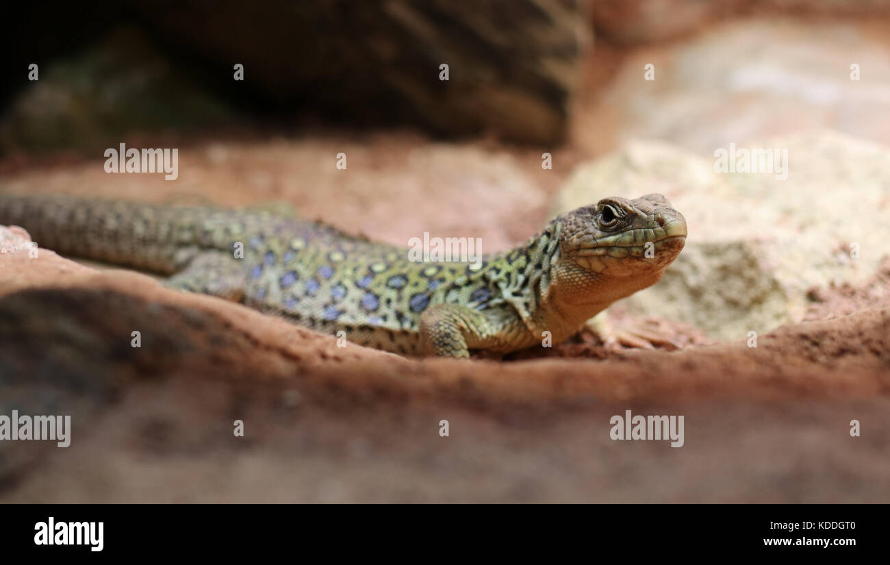 Jewelled Lacerta - Eyed Lizard Female Stock Photo - Alamy