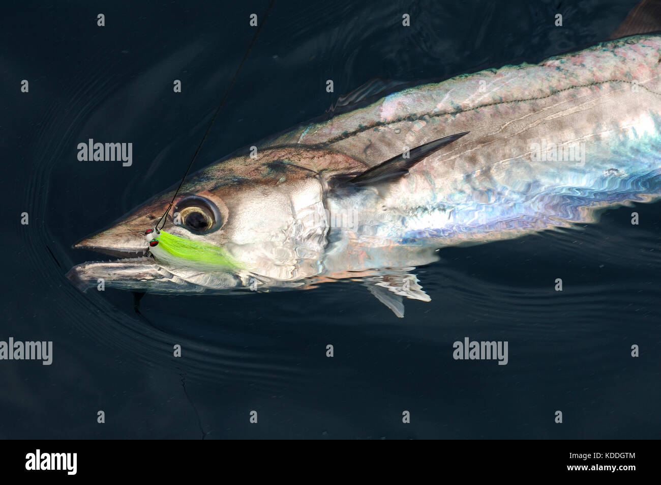 Kingfish boat hi-res stock photography and images - Alamy