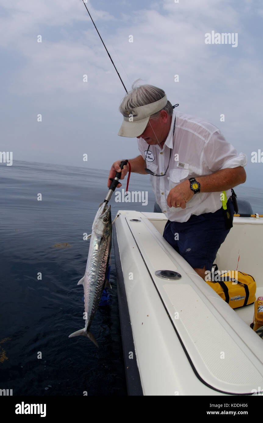 King mackerel hi-res stock photography and images - Alamy