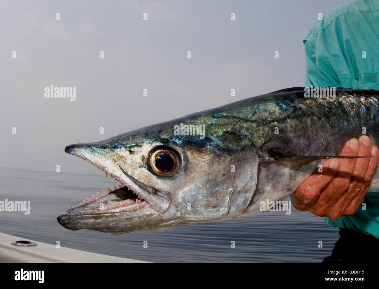 King mackerel fishing hi-res stock photography and images - Alamy