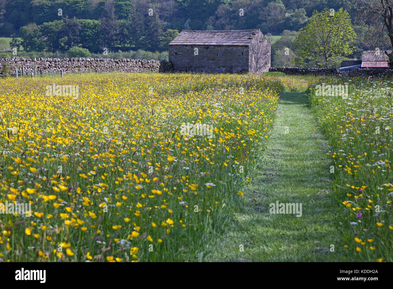 Wild flowers in a meadow at the village of Gunnerside, Swaledale ...