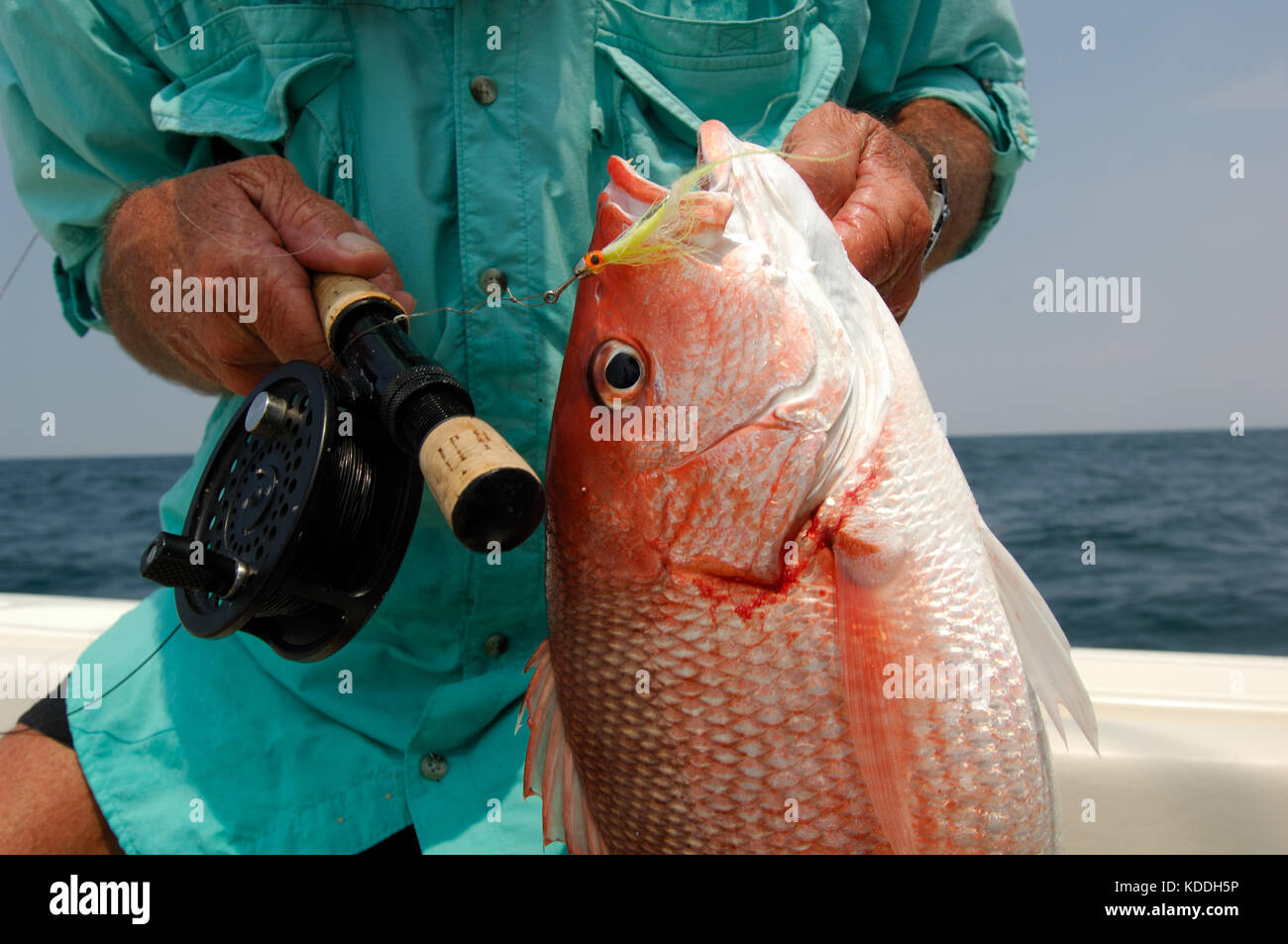 A fly fisherman holds a red snapper caught while fly fishing offshore ...