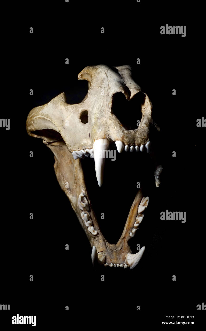 Tiger anatomy hi-res stock photography and images - Alamy