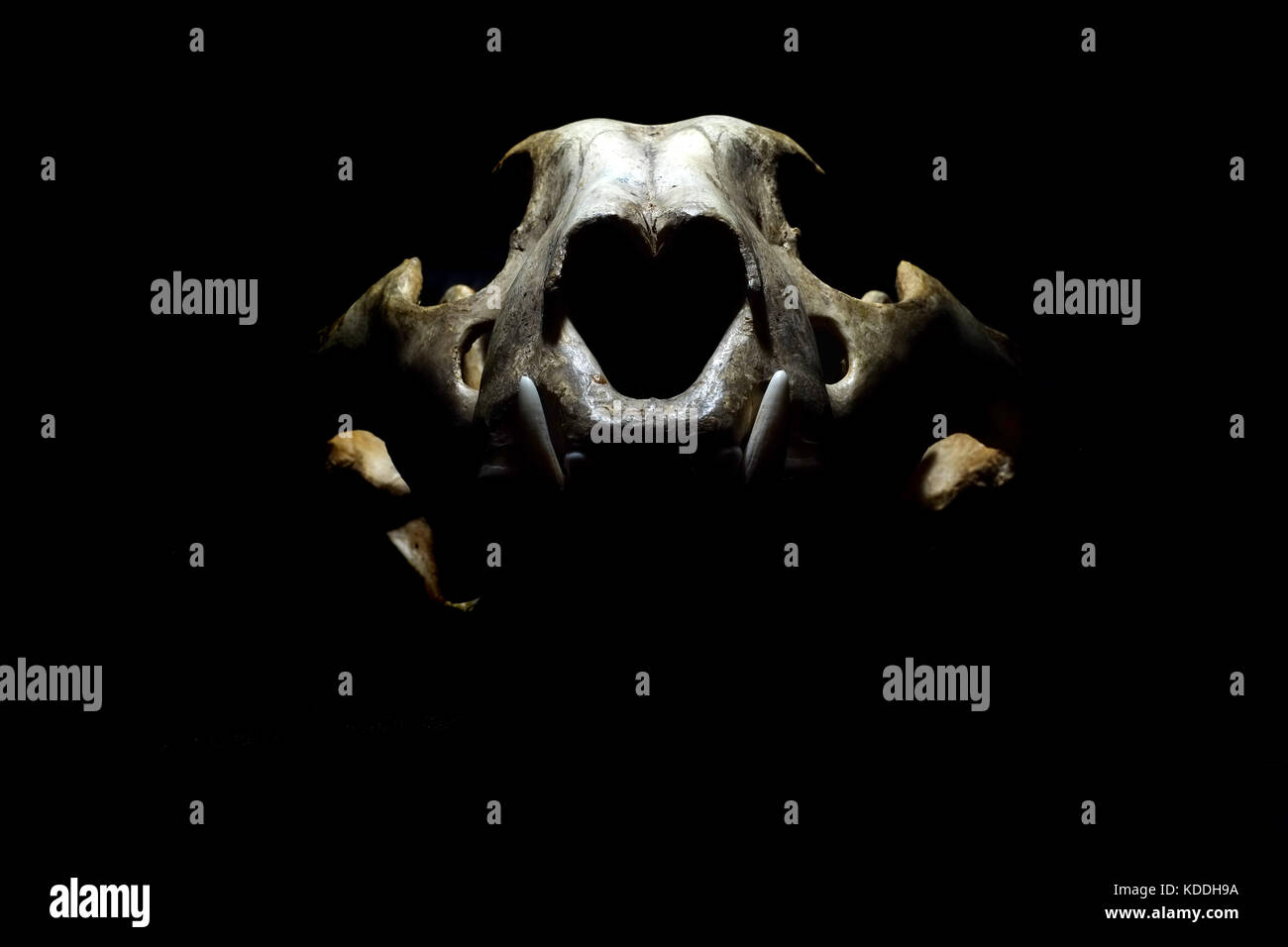 Bengal tiger skull Stock Photo - Alamy