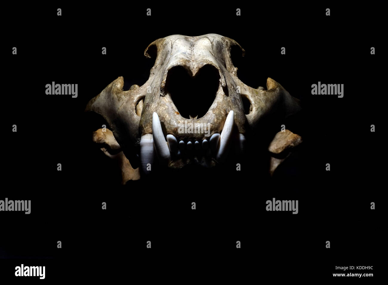 Tiger skeleton hi-res stock photography and images - Alamy