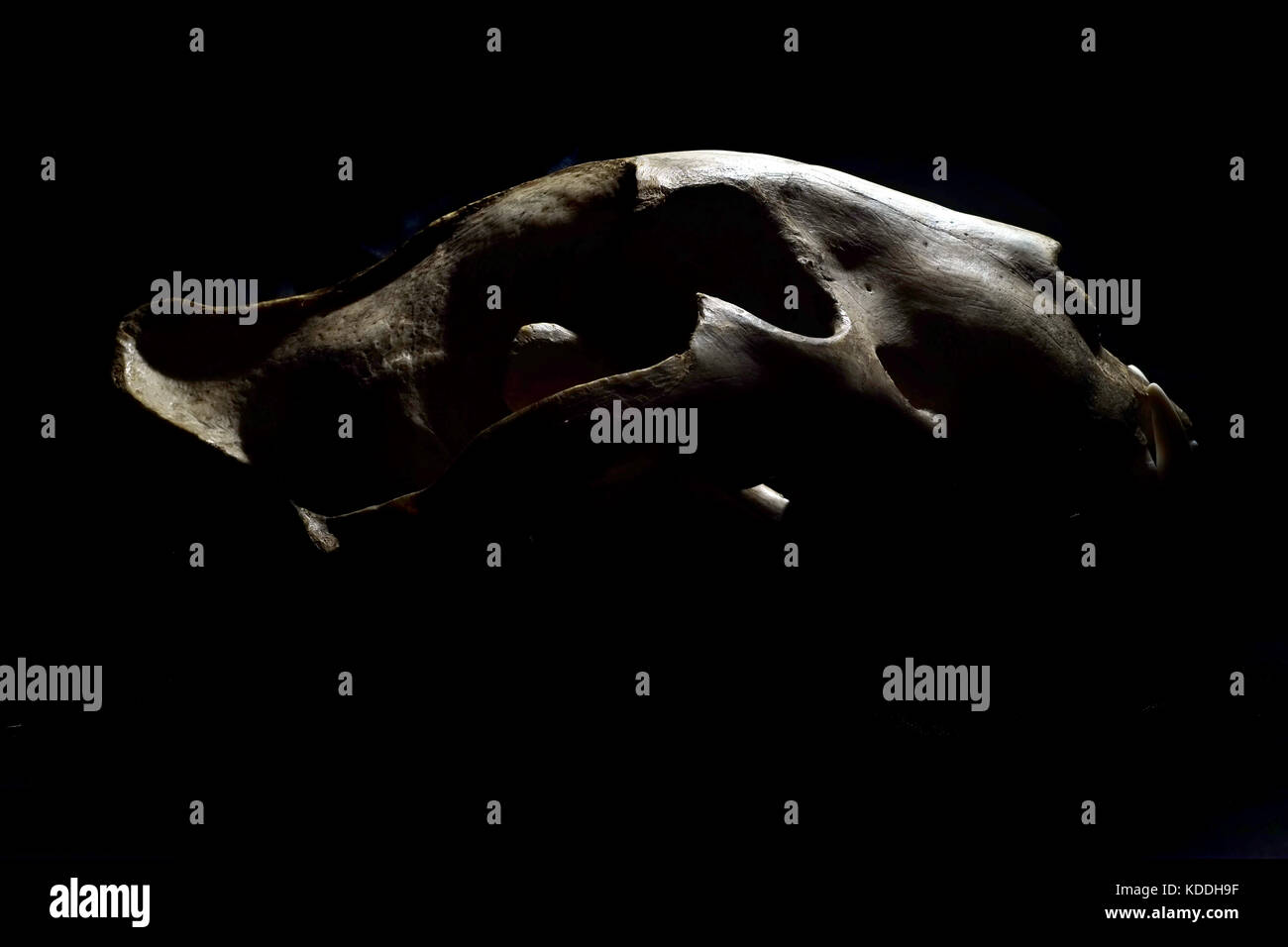 Bengal tiger skull Stock Photo - Alamy