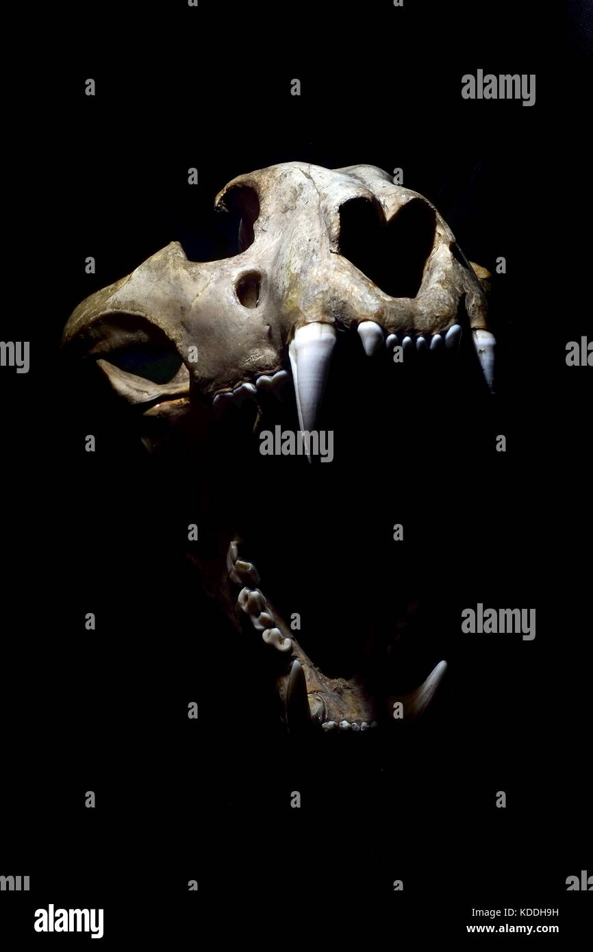 Bengal tiger skull Stock Photo - Alamy