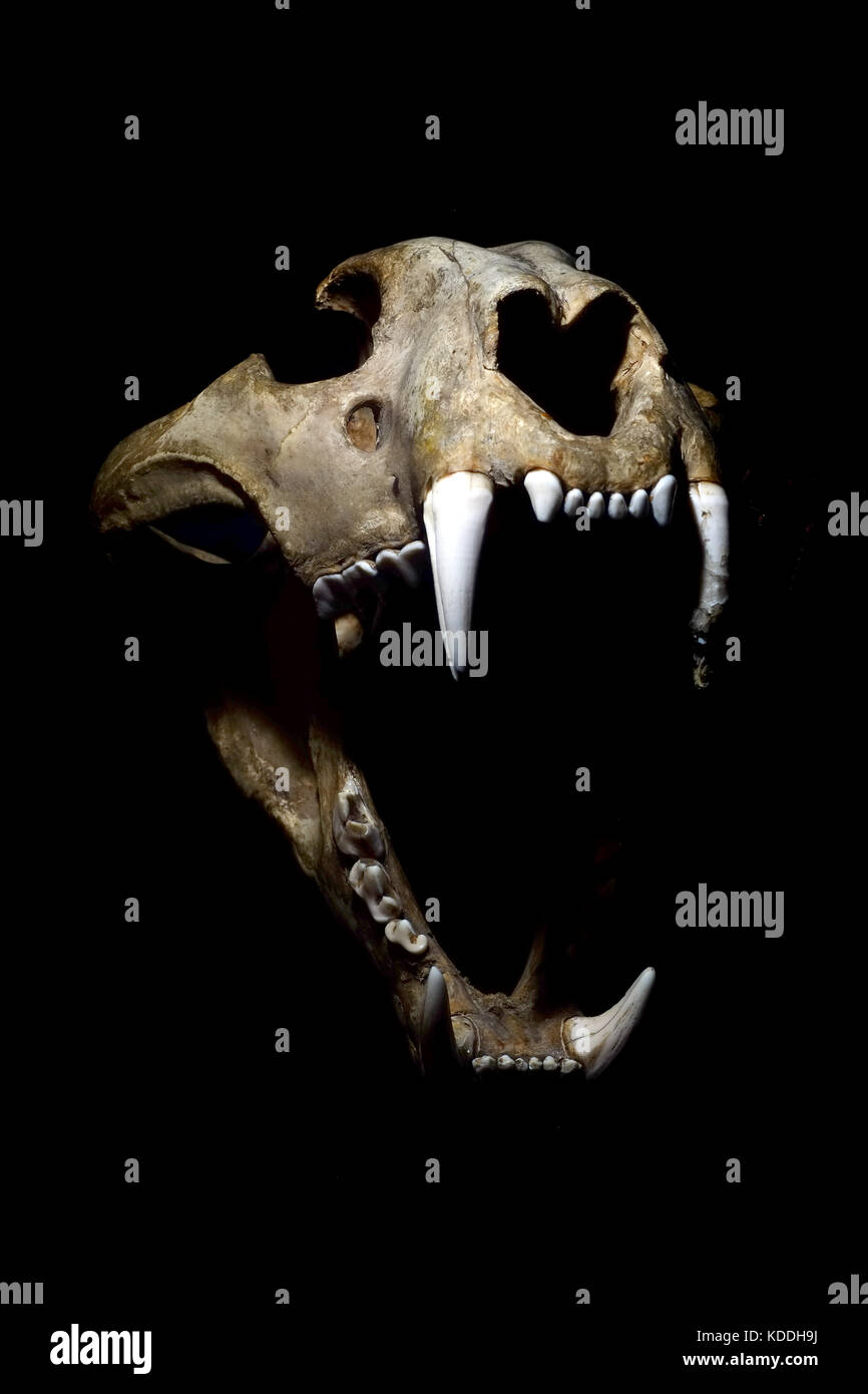 Bengal tiger skull Stock Photo - Alamy